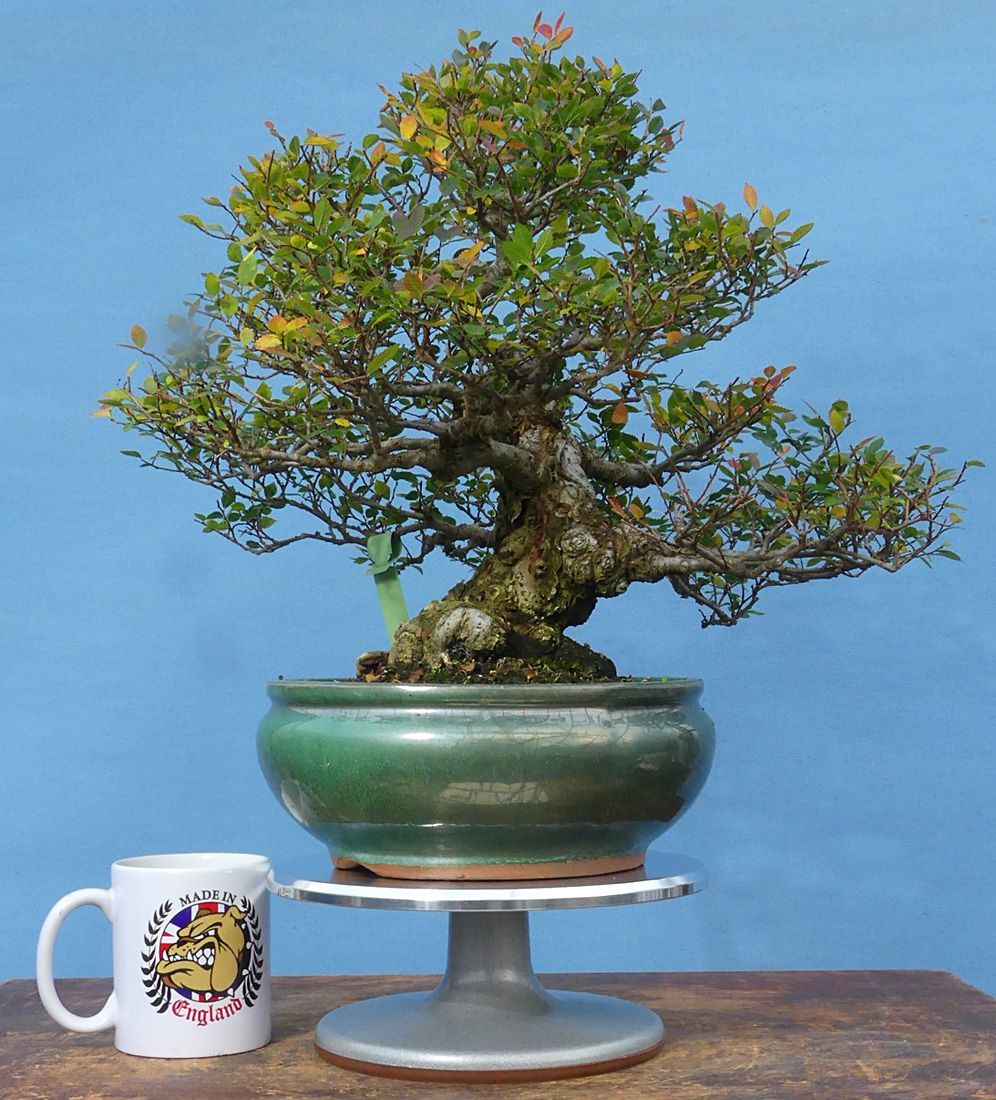 Bonsai Rotating Turntables For Sale – Kaizen Bonsai