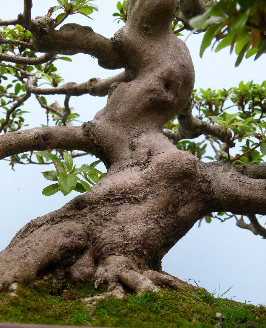 Satsuki Azalea Flowering Bonsai Tree – Kaizen Bonsai