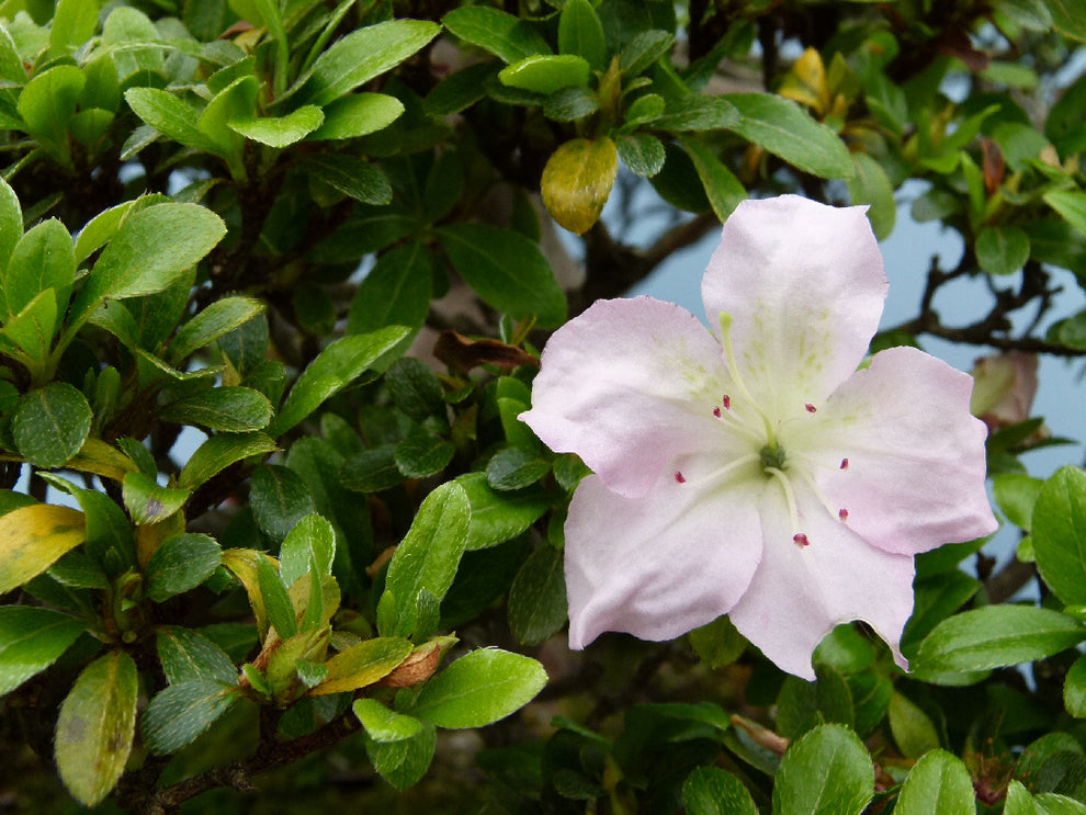 Satsuki Azalea Flowering Bonsai Tree – Kaizen Bonsai