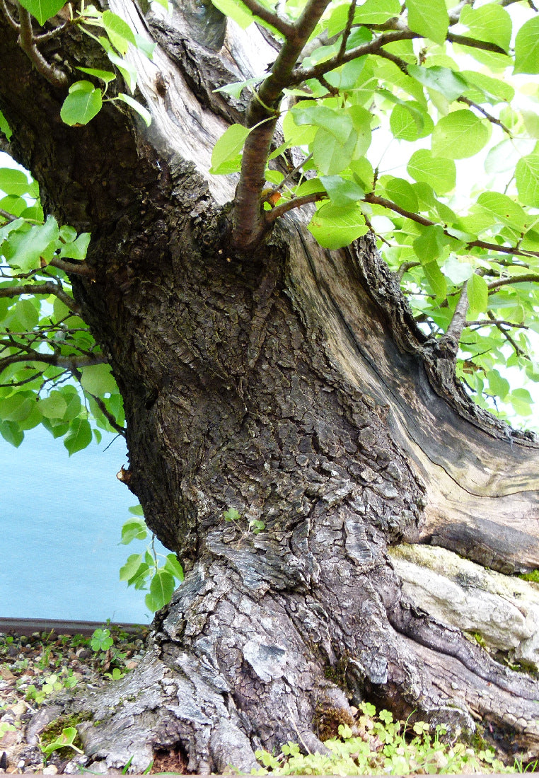 MONSTER St Lucie Cherry Yamadori Bonsai Material – Kaizen Bonsai