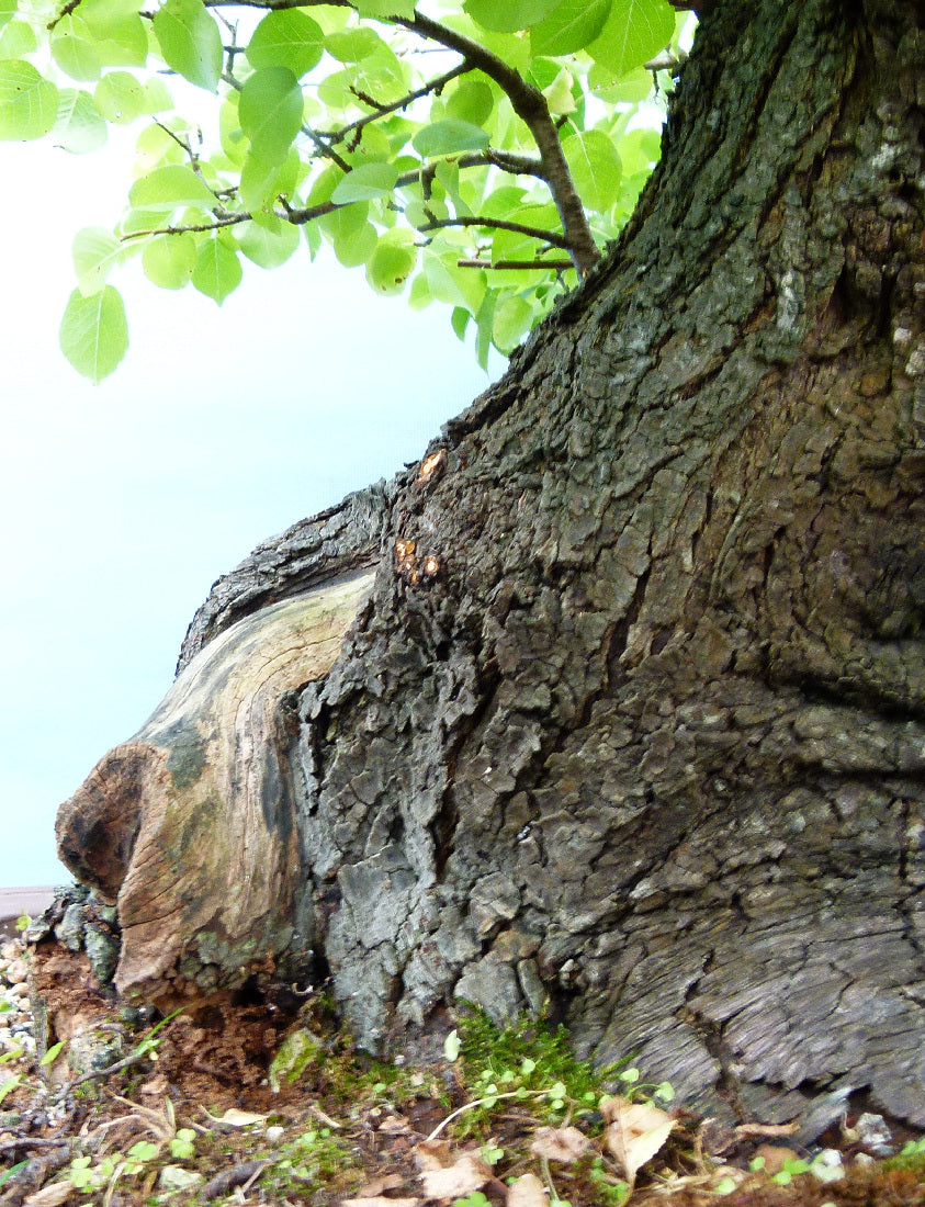 MONSTER St Lucie Cherry Yamadori Bonsai Material – Kaizen Bonsai
