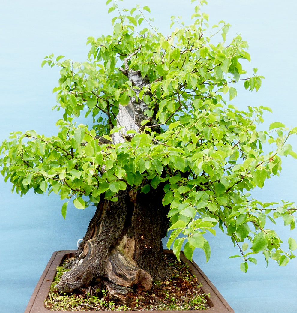 MONSTER St Lucie Cherry Yamadori Bonsai Material – Kaizen Bonsai