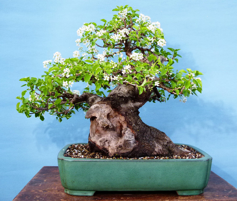 EXCEPTIONAL St Lucie Cherry Yamadori Bonsai – Kaizen Bonsai