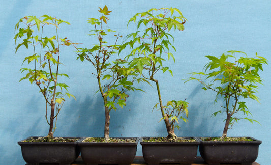 New Products – Kaizen Bonsai