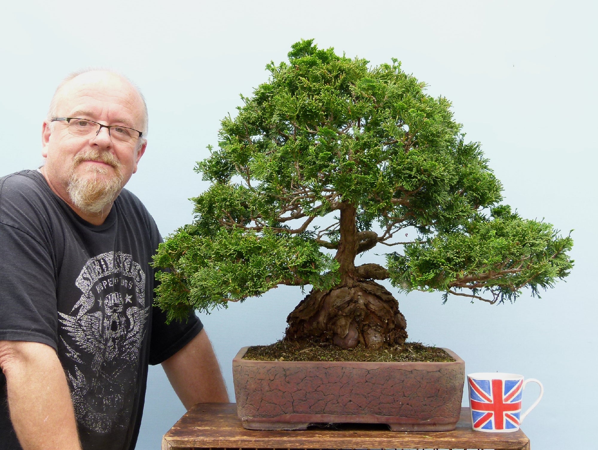 Dwarf Hinoki Cypress Bonsai Tree – Kaizen Bonsai