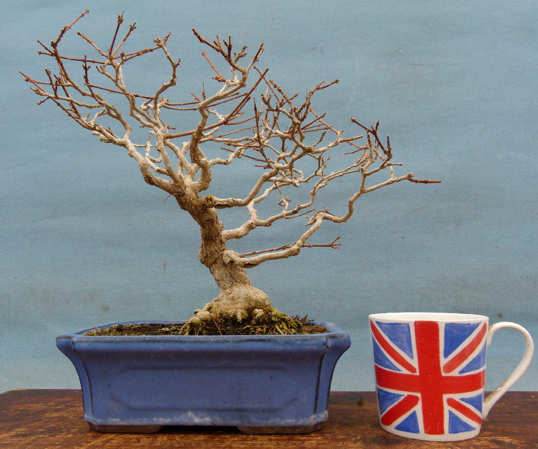 Bonsai Trees for Sale, Indoor Bonsai, Outdoor Bonsai, Bonsai Starter ...