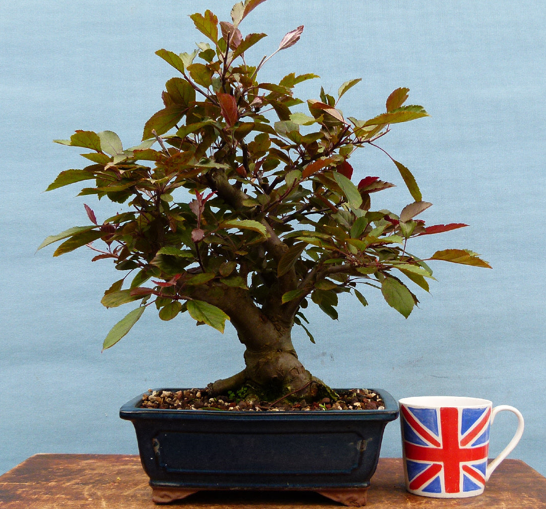 Bonsai Trees for Sale, Indoor Bonsai, Outdoor Bonsai, Bonsai Starter ...