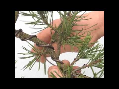 Copper Wire For Bonsai and Craft Work - 500g Handy Coils – Kaizen Bonsai